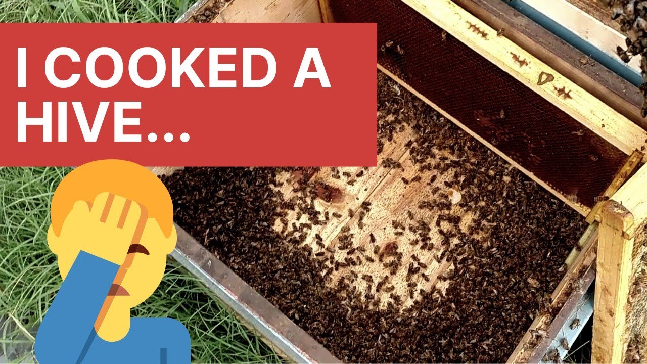 🔵Cooking bees (Ugh!) & Keeping it real - YouTube