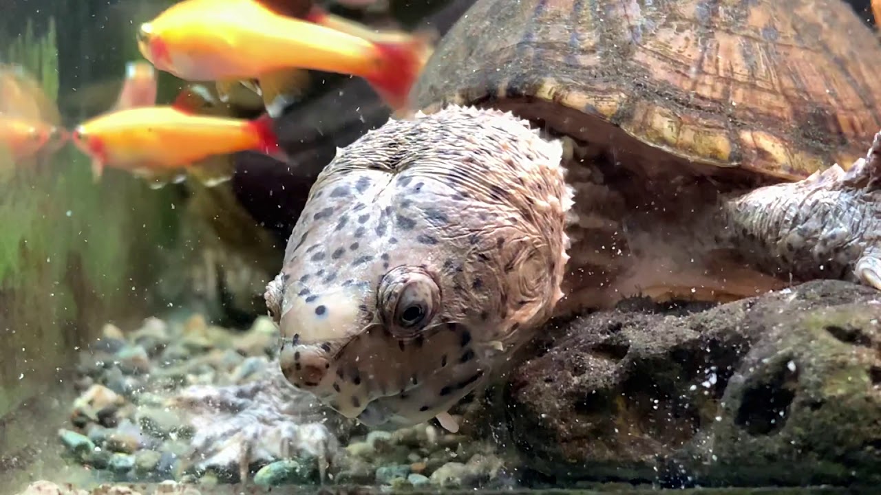 Loggerhead musk turtle feeding closeup - YouTube
