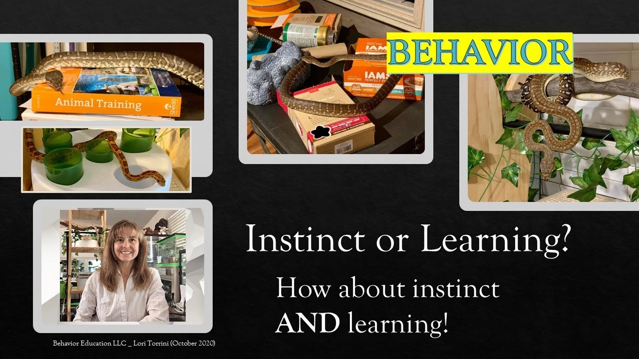 Instinct and Learning - YouTube