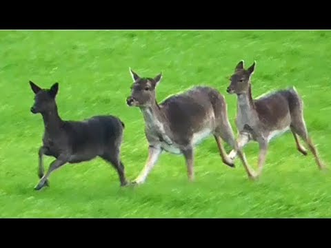 Four wild Fallow Deer galloping over a field - YouTube