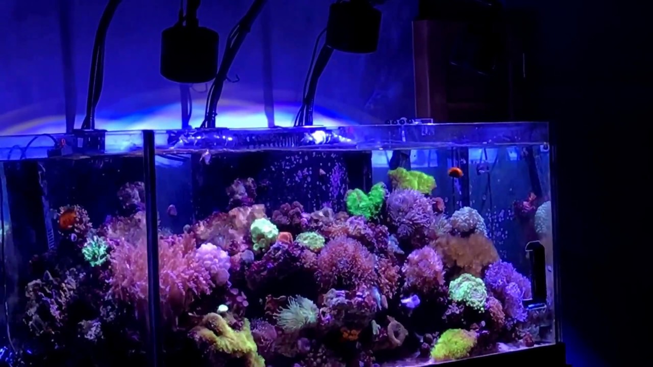 75 gallon Reef Tank Update - YouTube