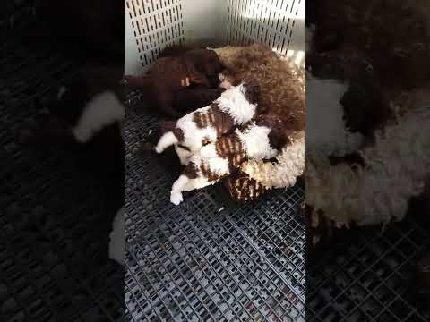 lagotto ragmanolo yavrumuz son dişi erkek kahverengi 0541 226 67 35