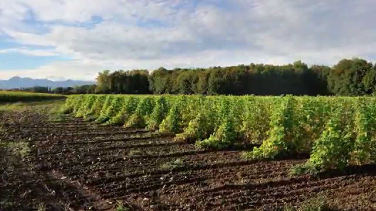 Time Lapse de la culture du Haricot Tarbais - YouTube