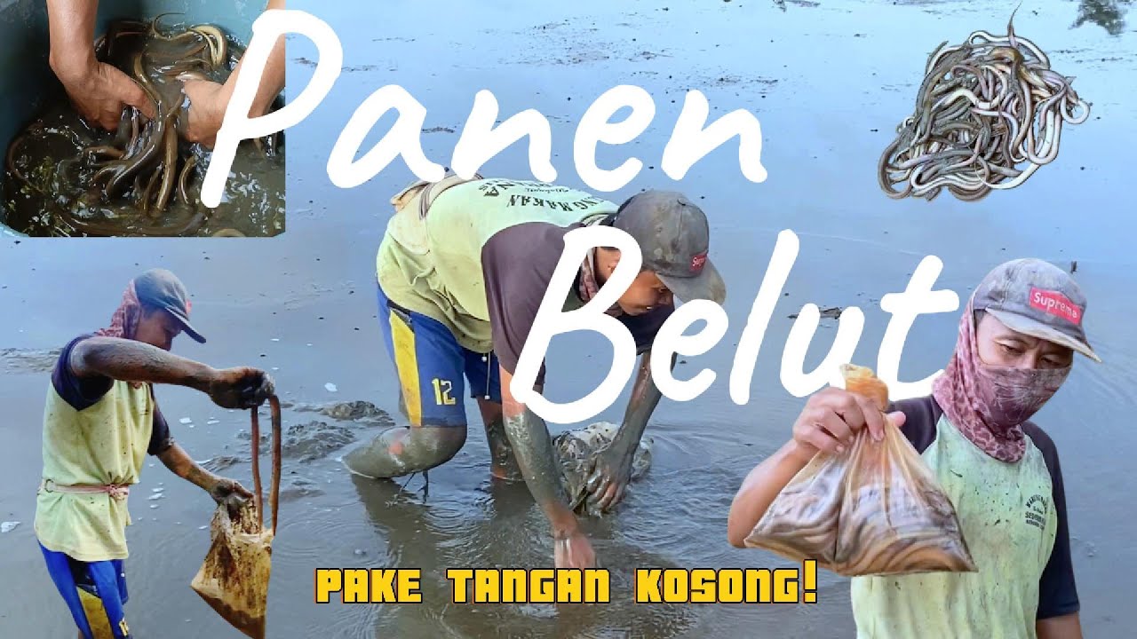 TANGKAP BELUT CUMA PAKAI TANGAN KOSONG! HITUNGAN DETIK BELUT PADA TEPAR ...