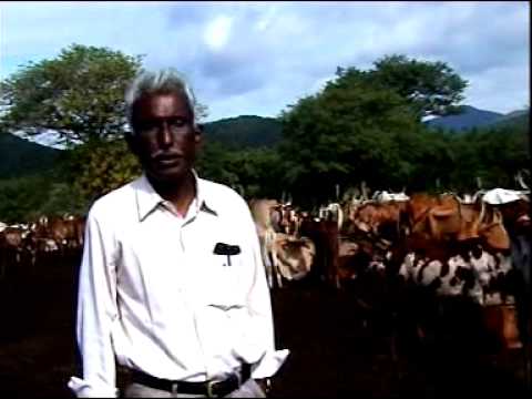 bargur cattle.mpg - YouTube