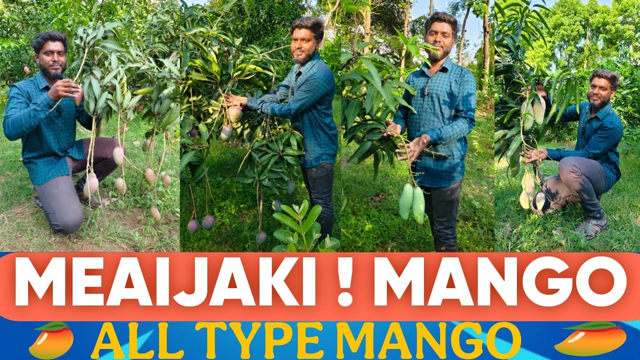THAI ALL TIME MANGO MIYAZAKI MANGO KING OF CHAKRVAT MANGO BANANA MANGO ...
