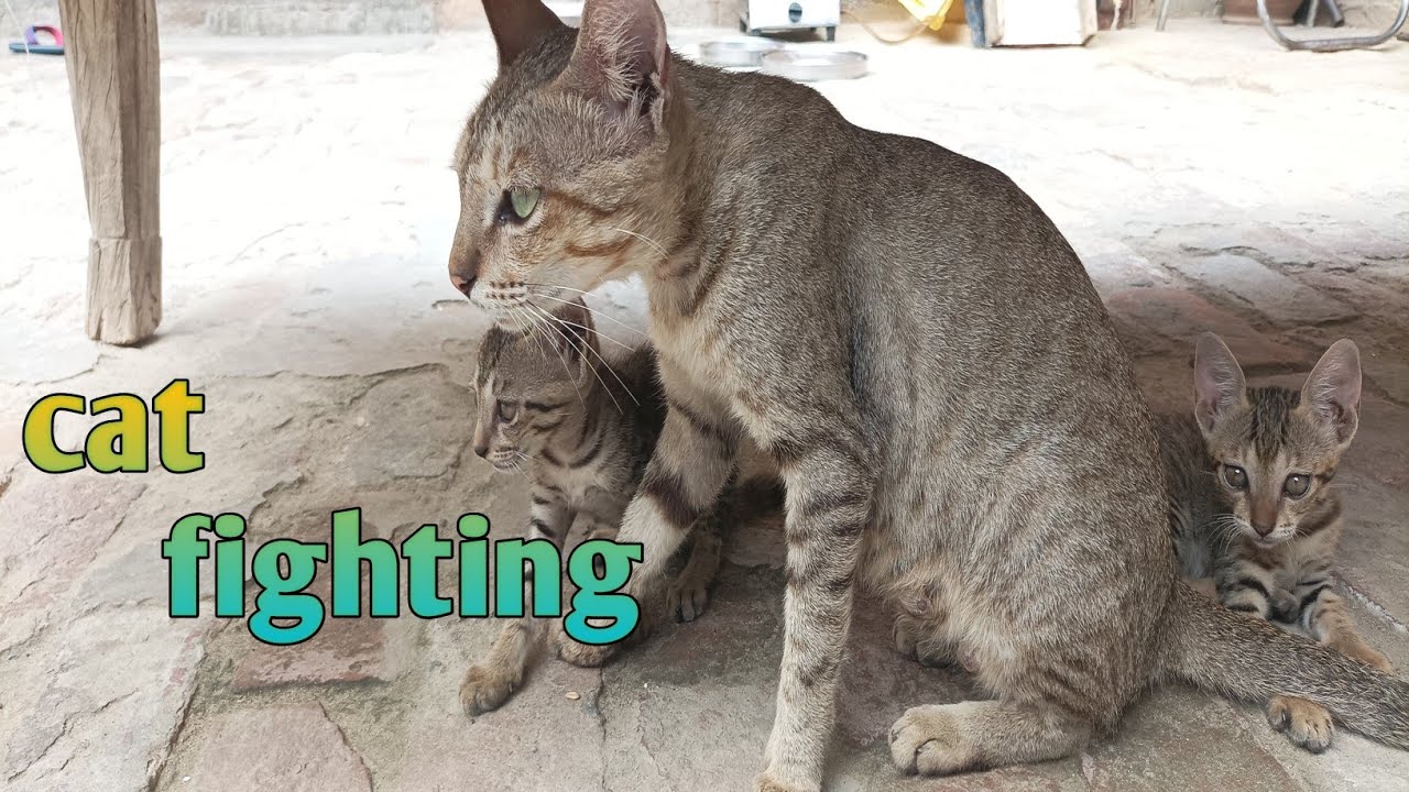 cat fighting | cat baby | cat funny video - YouTube