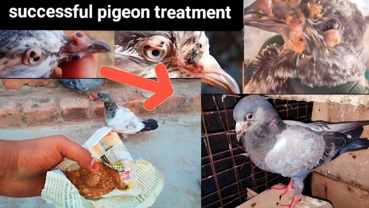 pigeon pox treatment 100% result | how to cure pigeon pox | #trending ...