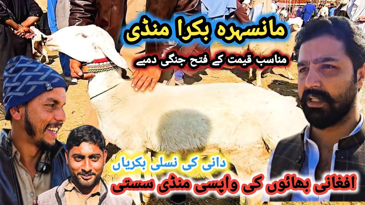 Mansehra Bakra Mandi | Dani Goat Farm And Mandi Price Update Milking ...