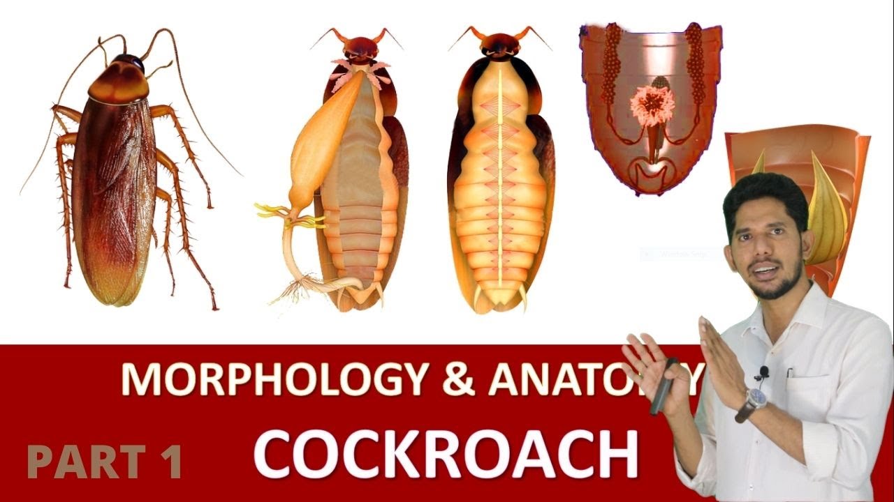 Structural Organization in Animals | Cockroach | Part 1 | Basheer's ...