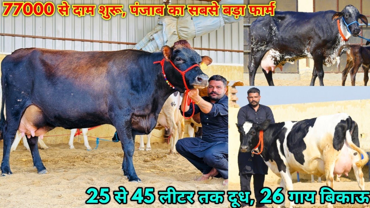 25 से 45 लीटर दूध वाली 26 गाय बिकाऊ। 77000 से दाम शुरूTop Breed 26 cows ...