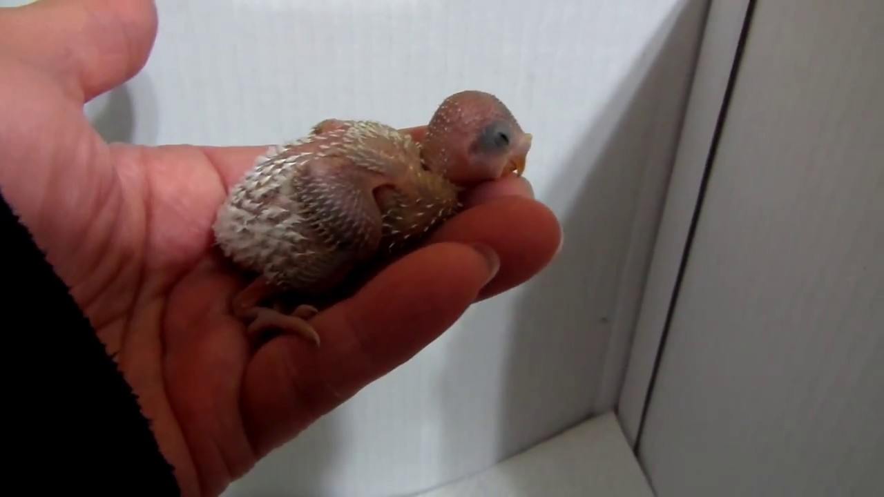 10 Day Old Baby Budgie - YouTube