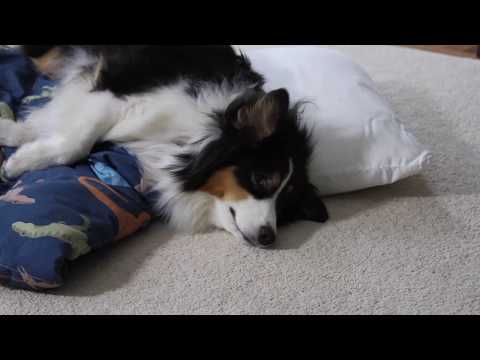 Post Surgical Pet Care at Home