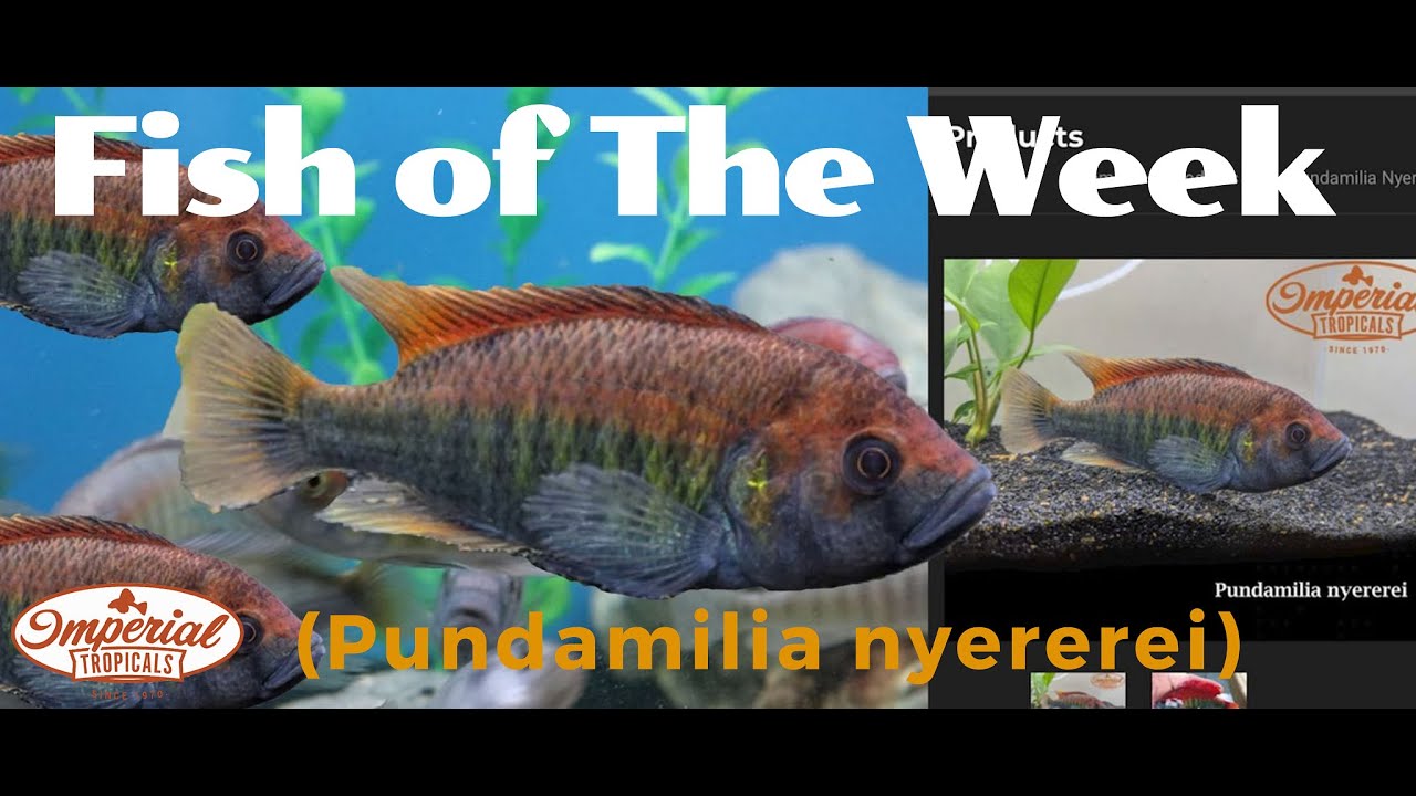 (Pundamilia nyererei) ️ 🐟 #imperialtropicals #Pundamilianyererei - YouTube