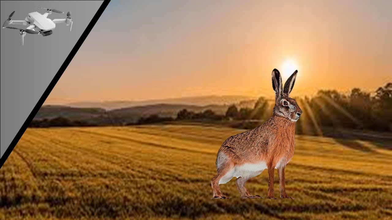 Drone chases rabbit/ Epic Drone Videos - YouTube