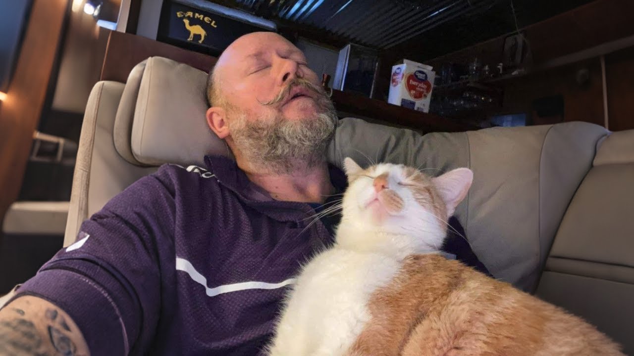 Like owner, like cat 😂 - YouTube