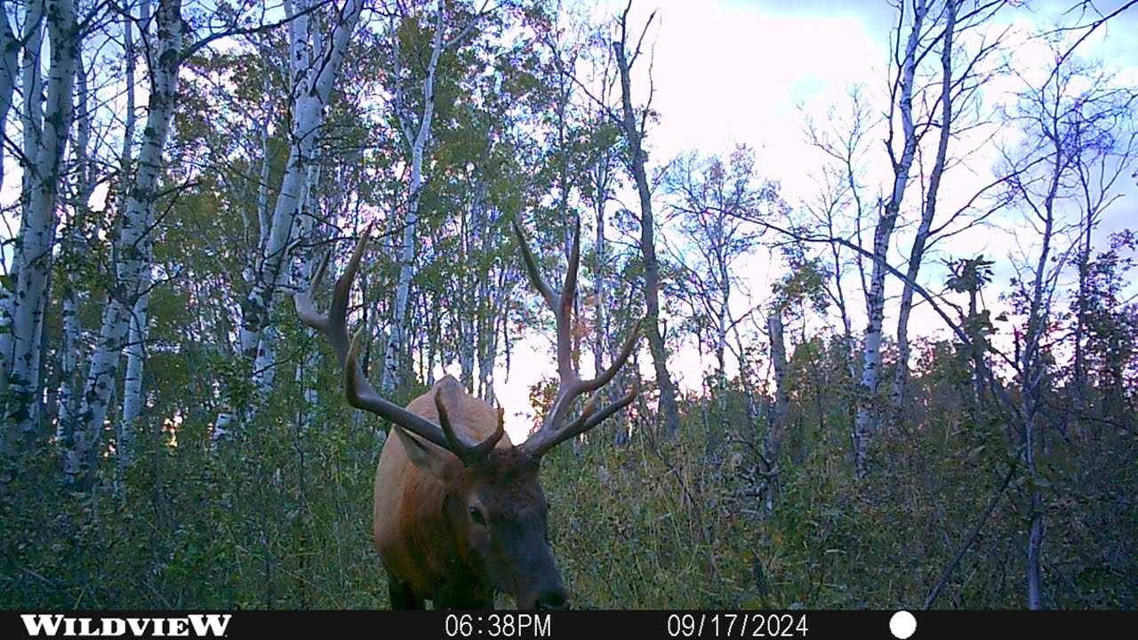 Adventures in the Wild North 2024 Elk Hunt - YouTube