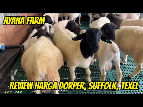 REVIEW HARGA DOMBA DORPER, SUFFOLK, F1 TEXEL DAN KAMBING BOER DI AYANA FARM
