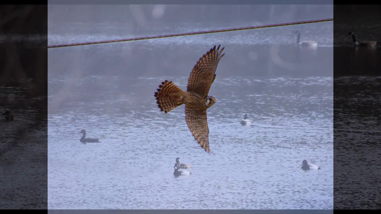 Early Spring Birds of Wisconsin - YouTube