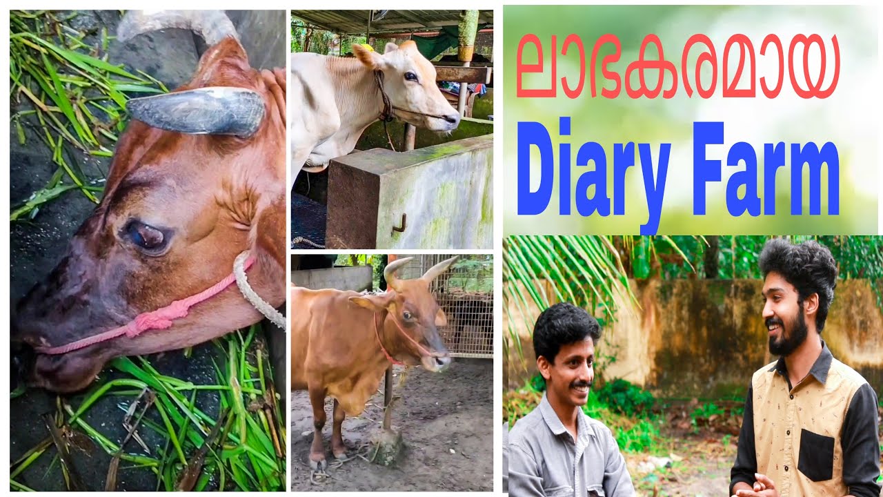 ലാഭകരമായി Diary Farm നടത്താം || Pashu farm || pashu valarthal || cow ...