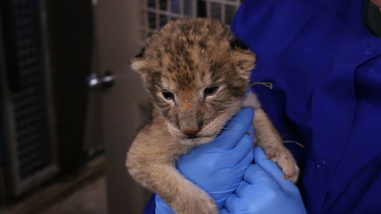 Iowa Zoo's Lion Cubs Get First Check-Up - YouTube
