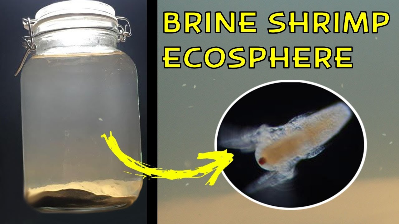 Creating a Brine Shrimp Ecosphere (Artemia Ecosphere) - YouTube