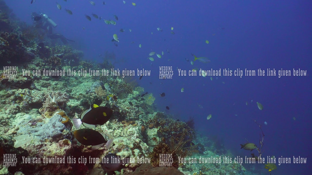 Coral reef and tropical fish. Bali,Indonesia. - YouTube