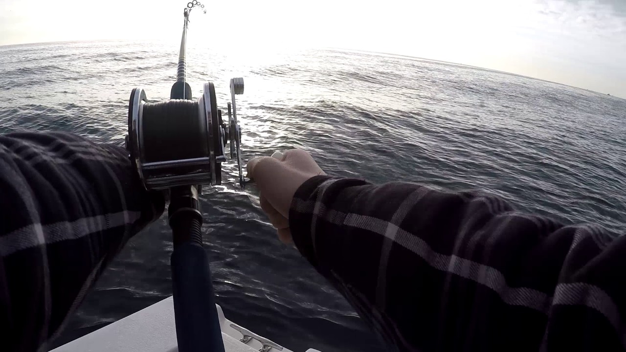 Fall run Stripers and Blues! | Mojo Rig Striped Bass - YouTube