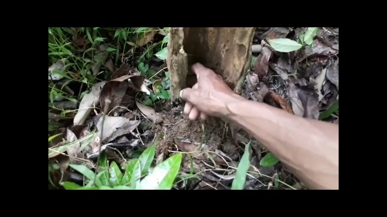 BAKALAN BONSAI UNIK" KAYU BITTI" (VITEX COFASSUS) - YouTube