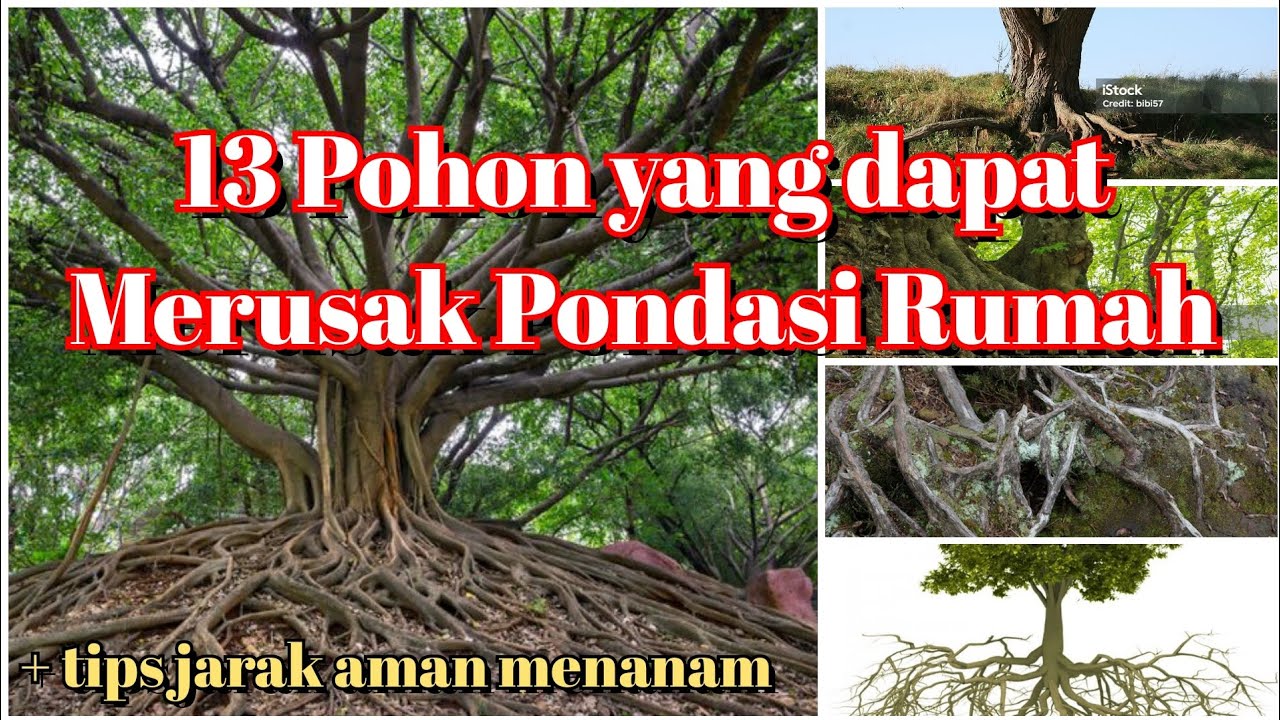 13 Pohon yang dapat Merusak Pondasi Rumah - YouTube