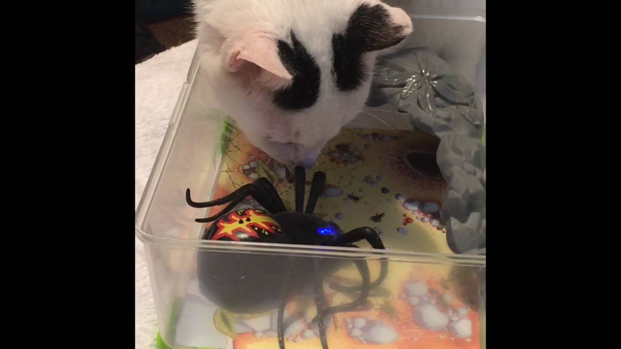 Cat vs Toy Spider ~Moose Wild Pets Spider Habitat ~ - YouTube