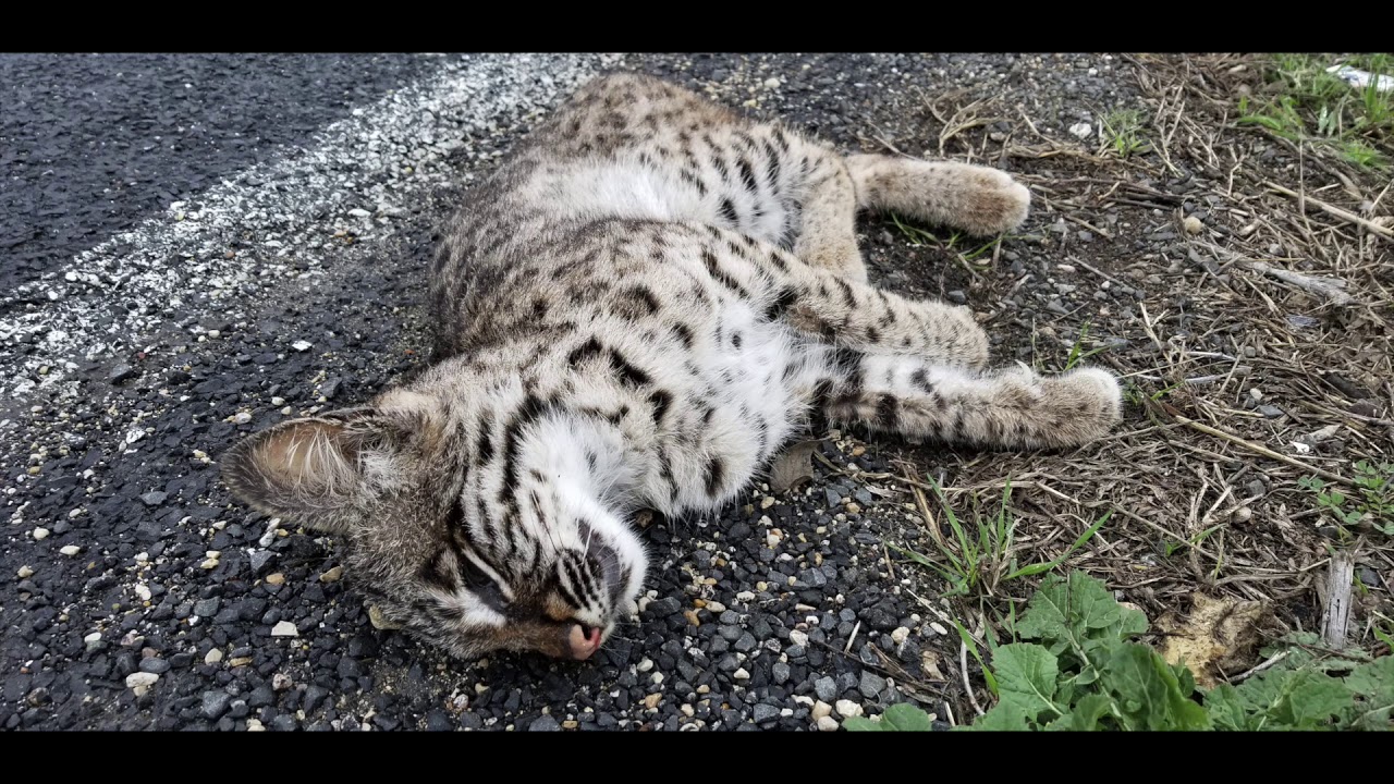 A little story about how a dead bobcat affects the lives of many ...