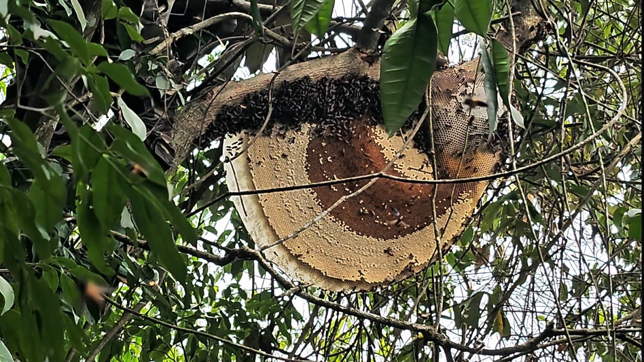 Experience harvesting wild honey on tall trees | Tropical Forest Bees # ...
