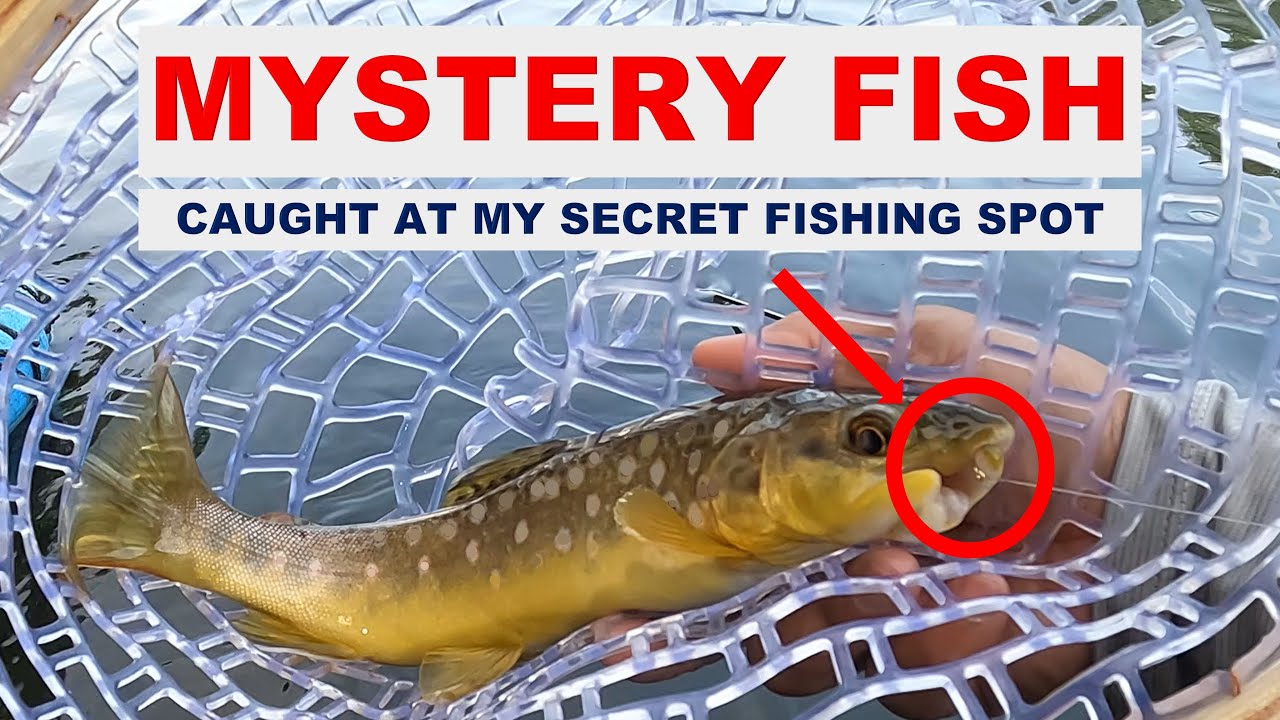 Part1: Mystery Fish Caught at My Secret Fishing Spot - YouTube