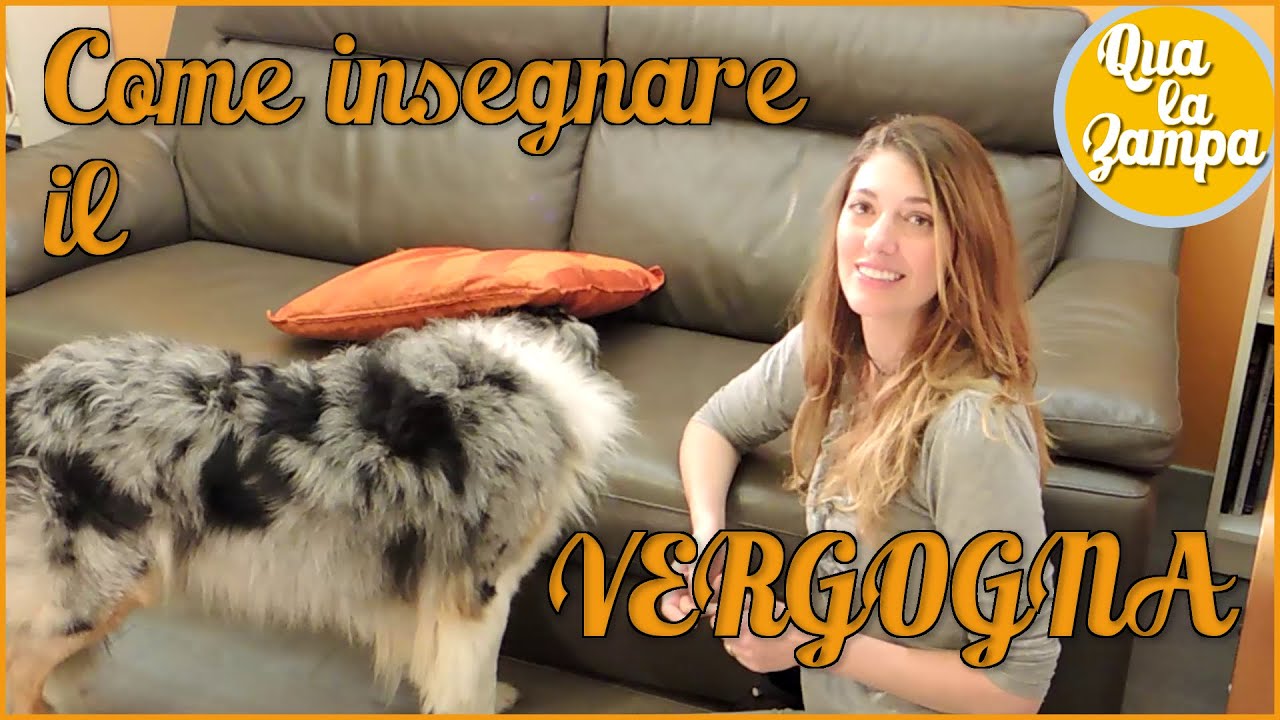 COME INSEGNARE AL CANE IL "VERGOGNA" - Addestramento Educazione cani N ...