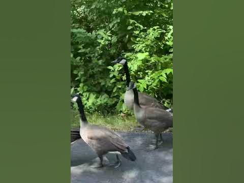 Канадские гуси в Америке 😊 - YouTube