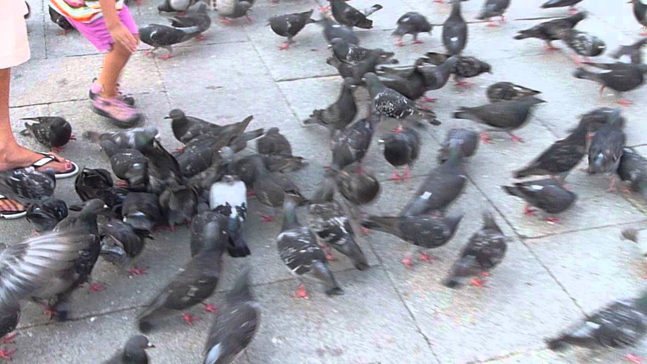 Tons Of Pigeons in Venice,Italy [HD] - YouTube