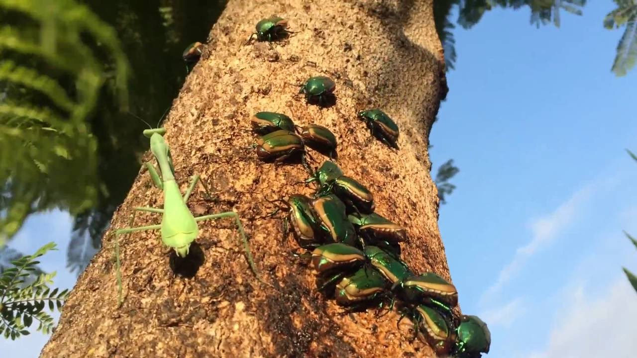 Praying Mantis Eating Sap With Fig Beetles - YouTube