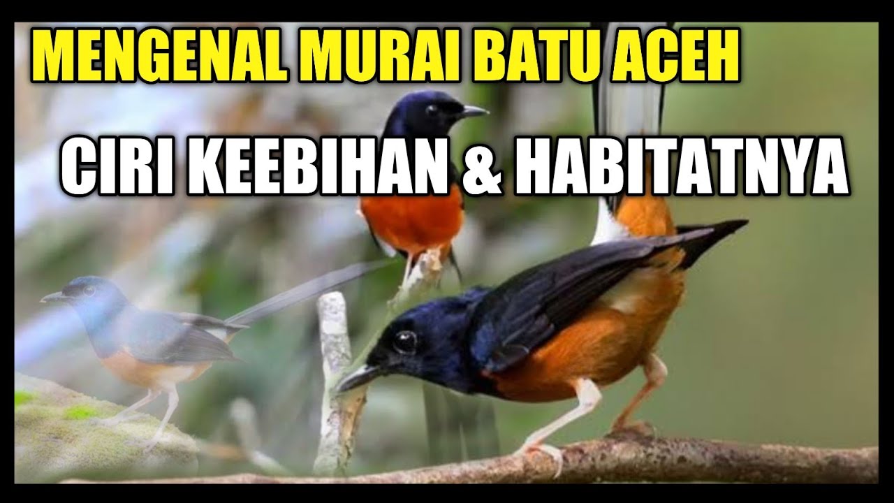 Mengenal Murai Batu Aceh, Ciri Murai Batu Aceh, Kelebihan Pola Ekor ...