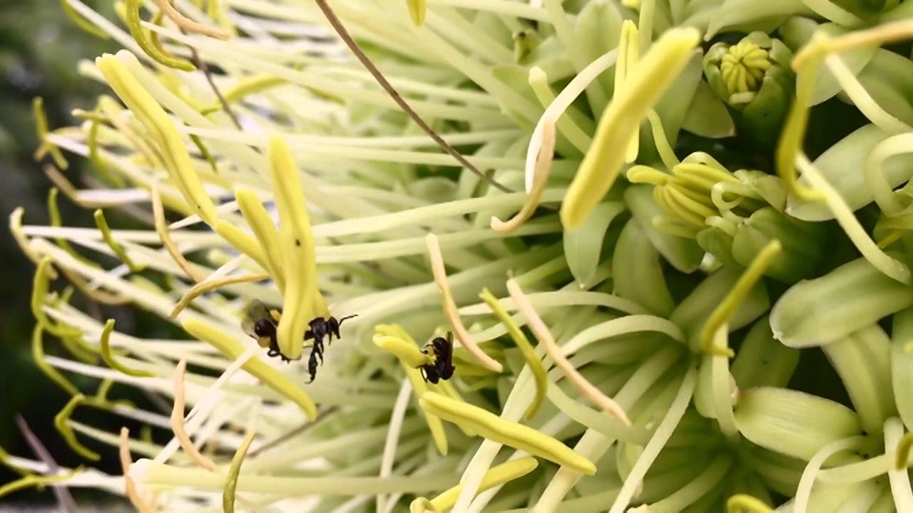 Sugarbag bee collecting pollen from an Agave flower - YouTube