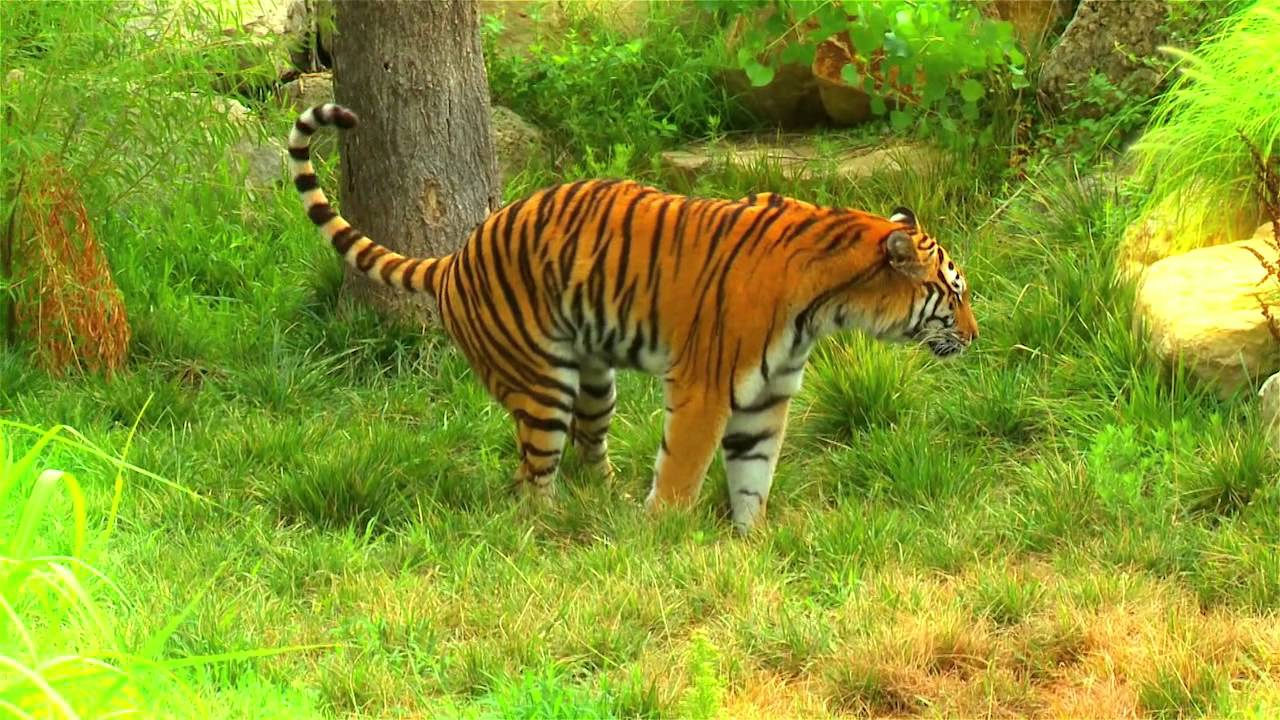 Pooping Tiger, Hidden Dragon - YouTube