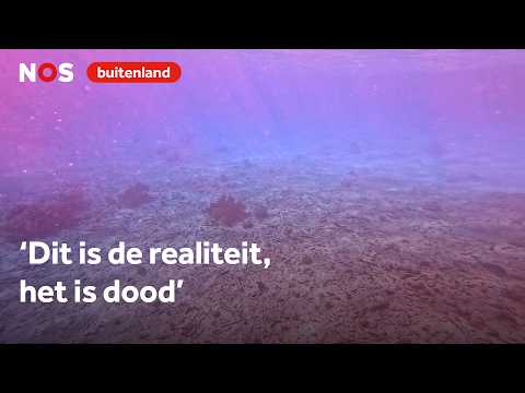 Koraal Bonaire dreigt te verdwijnen, nog geen 10 procent over