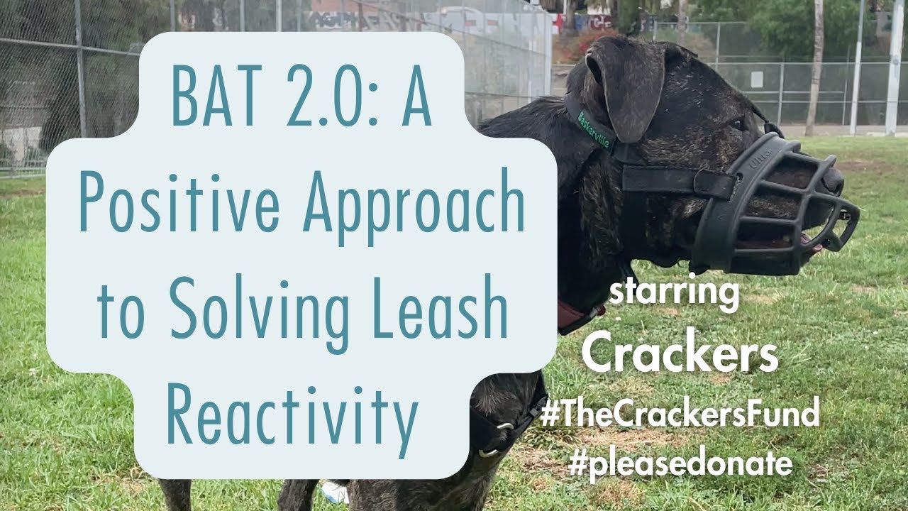 Crackers' First BAT 2.0 Session - A Positive Approach to Solving Leash ...