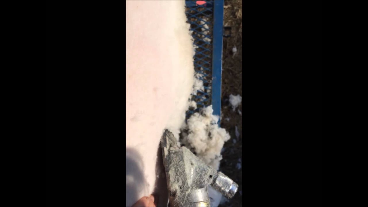 How to Shear a Lamb for Show and Sale - YouTube