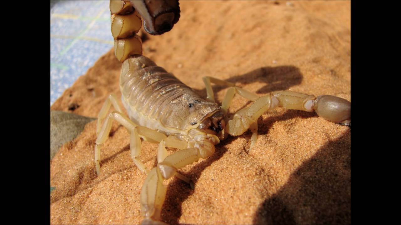 Top 5 Deadliest Scorpions - YouTube