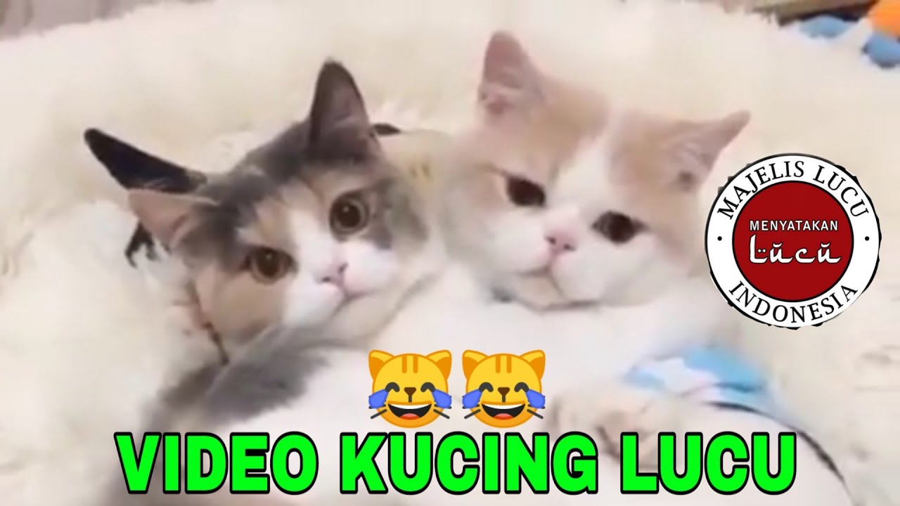 Video Kucing Lucu dan Menggemaskan - YouTube
