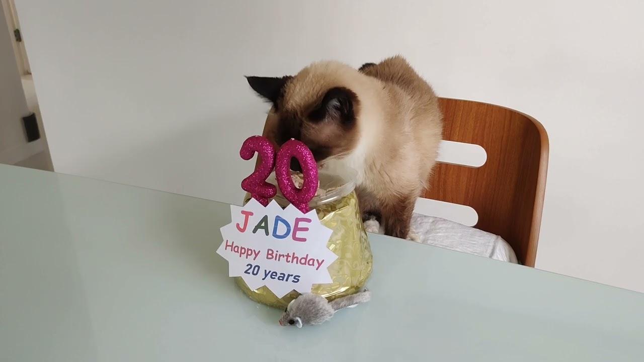 Late celebration of Jade's 20th year old cat birthday - YouTube