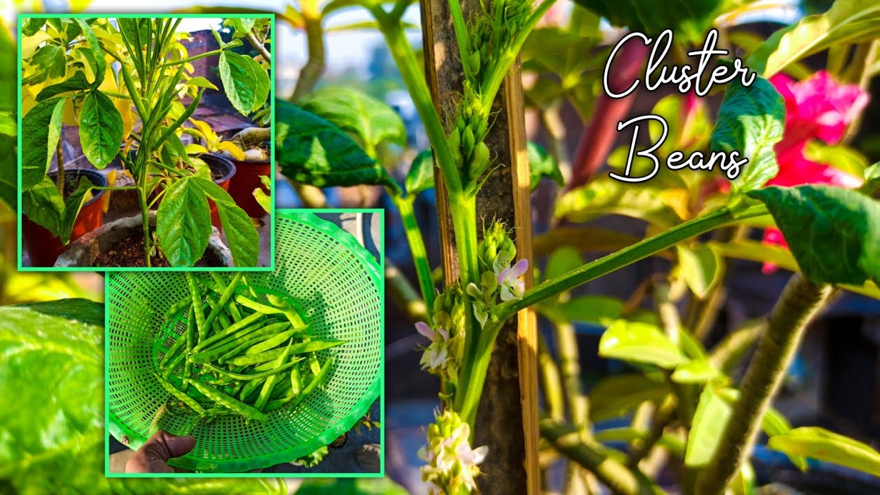 How to grow Cluster Beans at home - A Complete Guide for beginner's ...