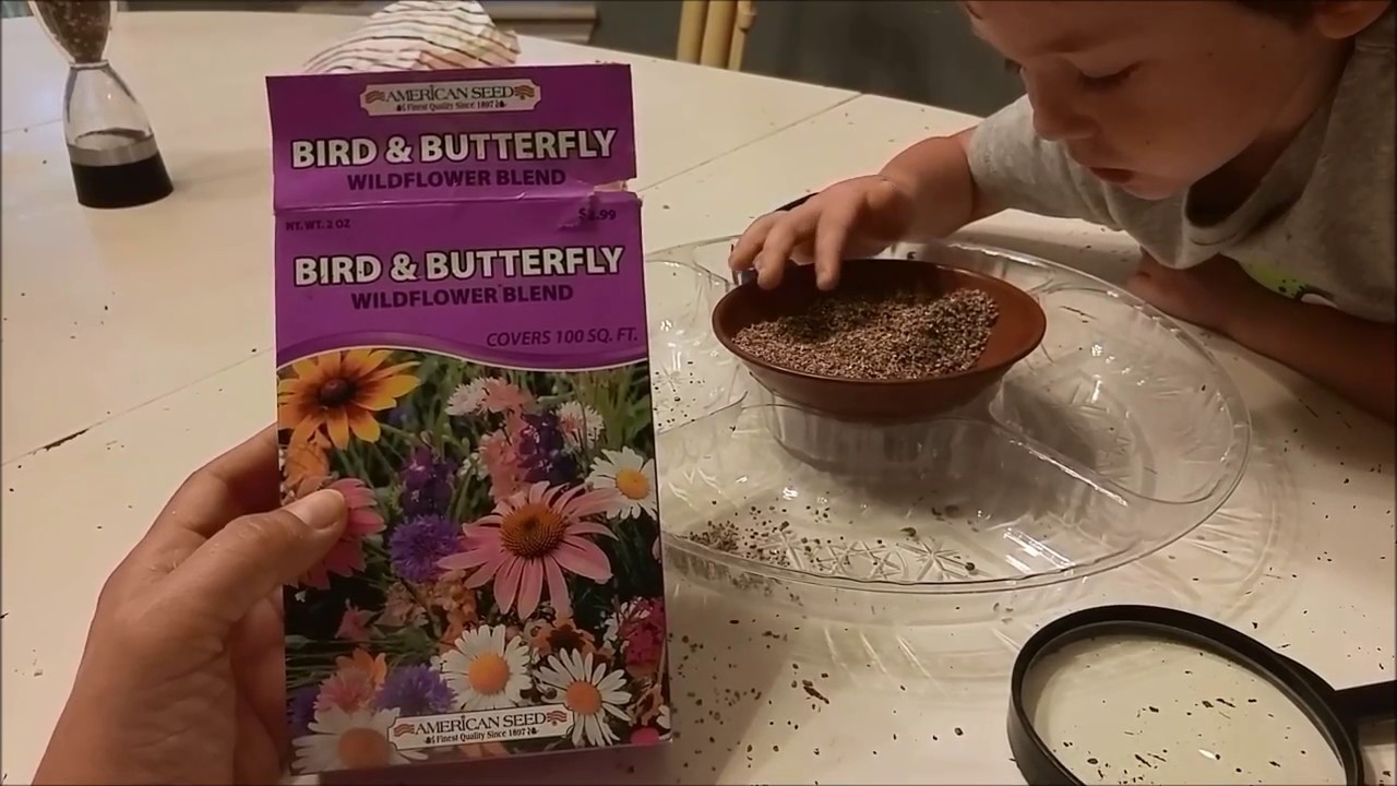 Seed Sorting Activity for Kids - YouTube