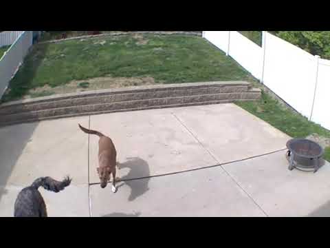 Excited Dog Slams Into Half Wall While Running Outside - 1418836 - YouTube